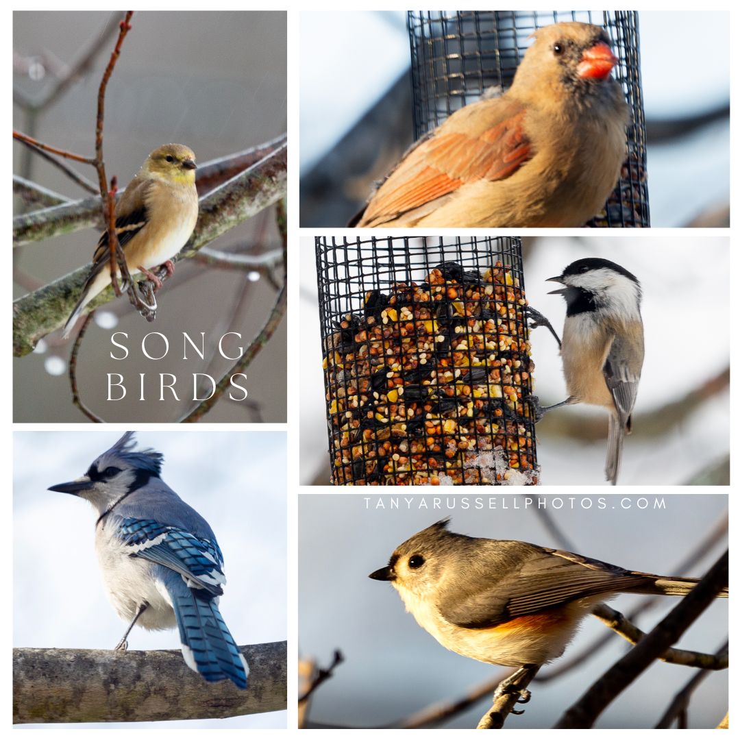 Winter Songbirds – Maine Nature Blog