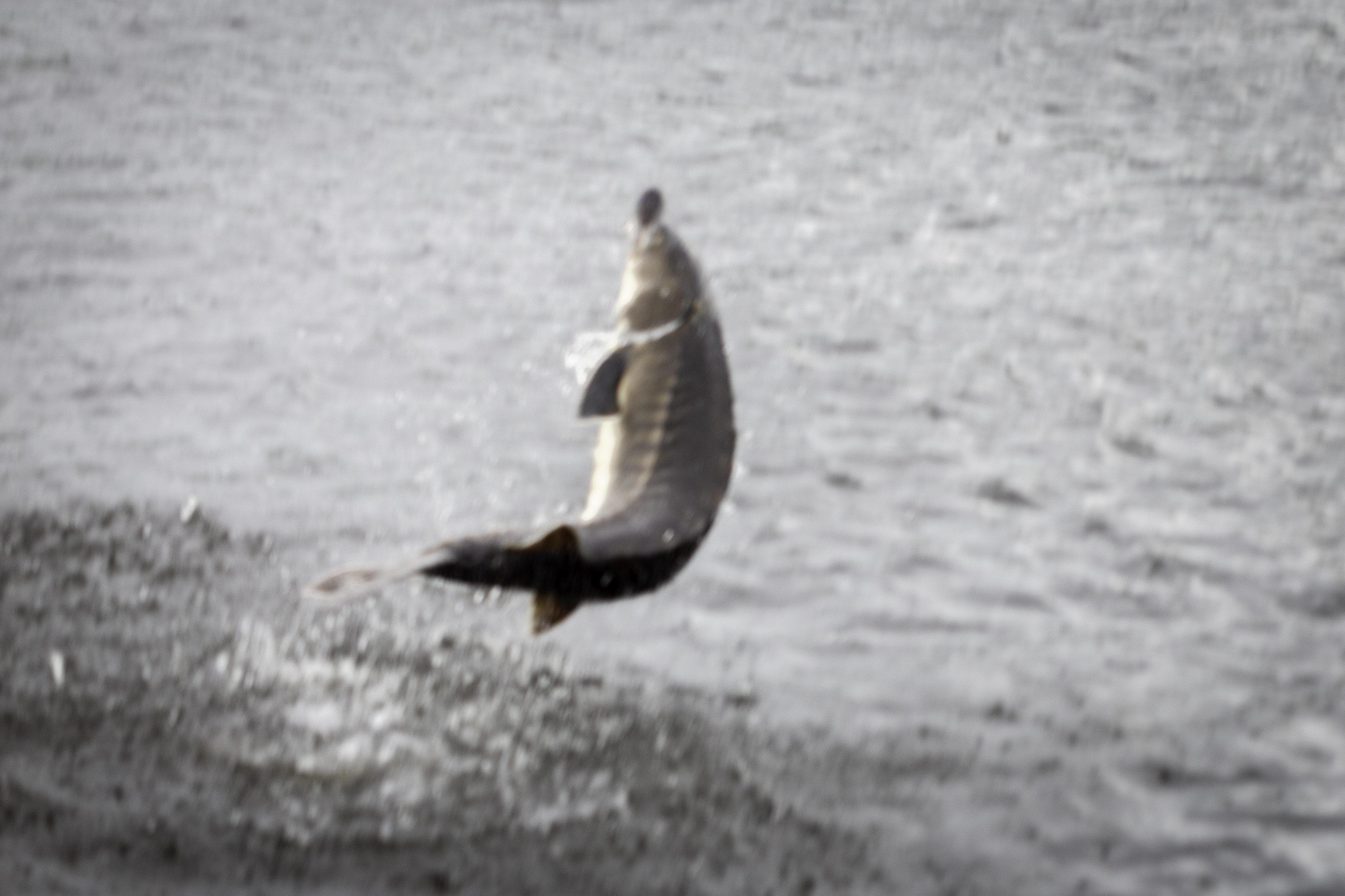 Sturgeon Run 2023 – Maine Nature Blog