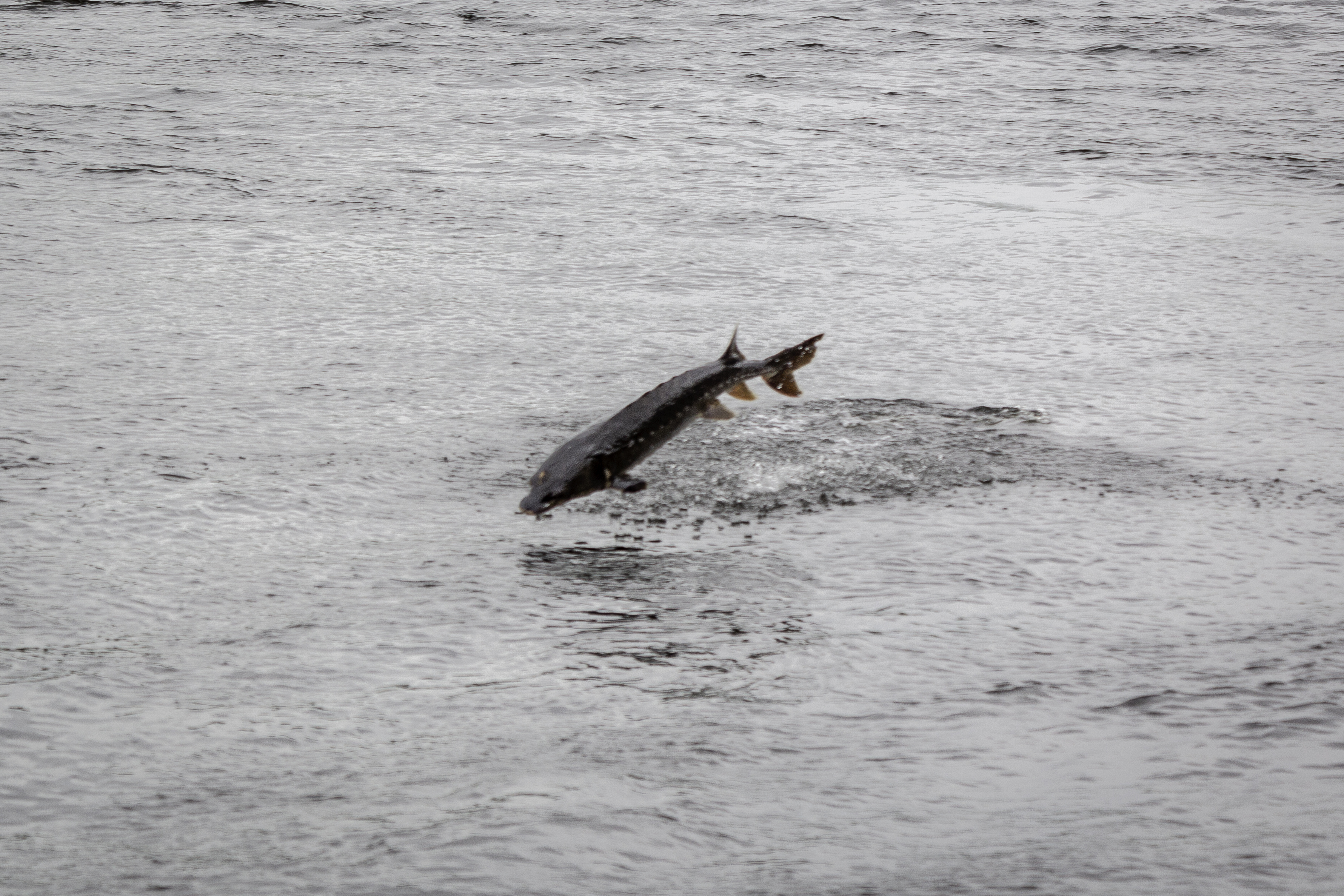 Sturgeon Run 2023 – Maine Nature Blog